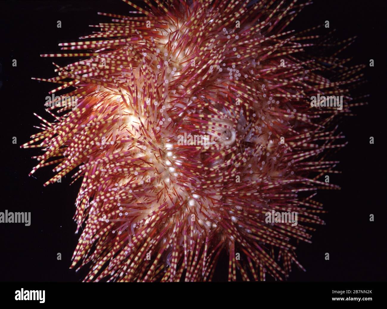 Ventral view (mouth) of Two-toned sea urchin, Salmacis bicolor Stock ...
