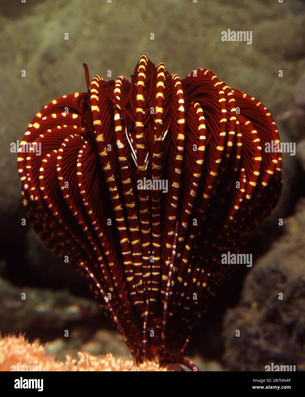 Red feather star, Himerometra robustipinna Stock Photo - Alamy