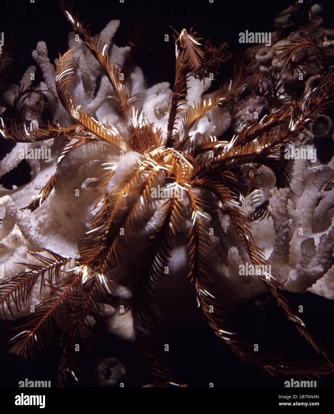 Starfish reproduction hi-res stock photography and images - Alamy