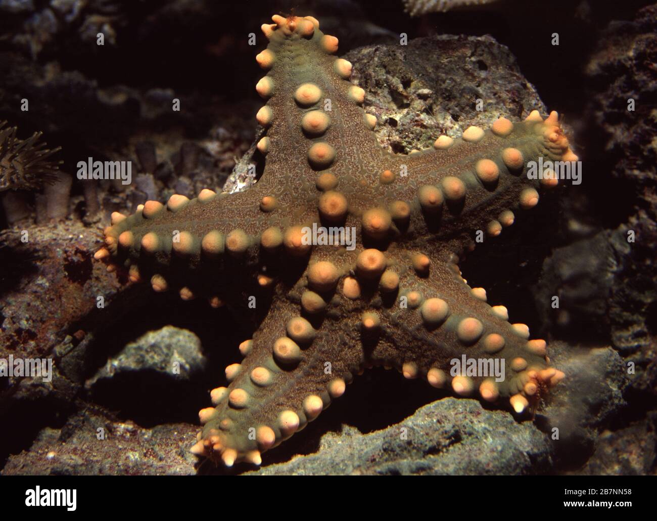Knobby sea star, Pentaceraster sp Stock Photo - Alamy