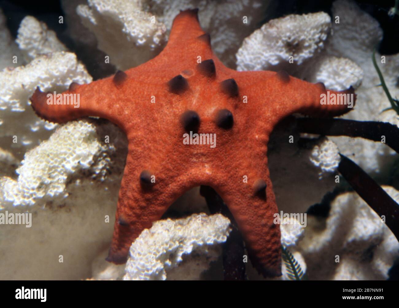 Horned sea star or chocolate chip sea star, Protoreaster nodosus Stock ...