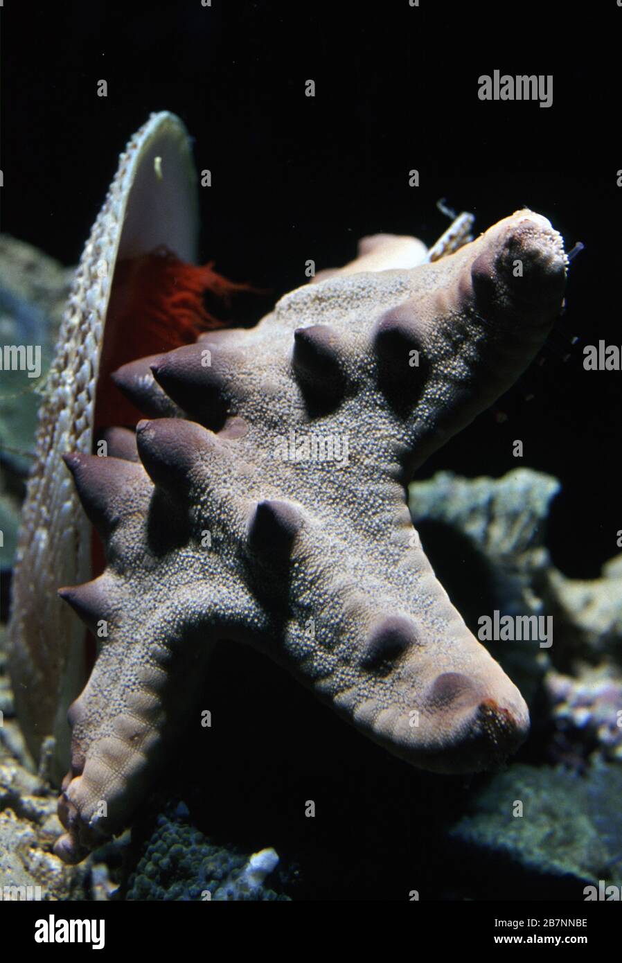 Horned sea star or chocolate chip sea star (Protoreaster nodosus ...