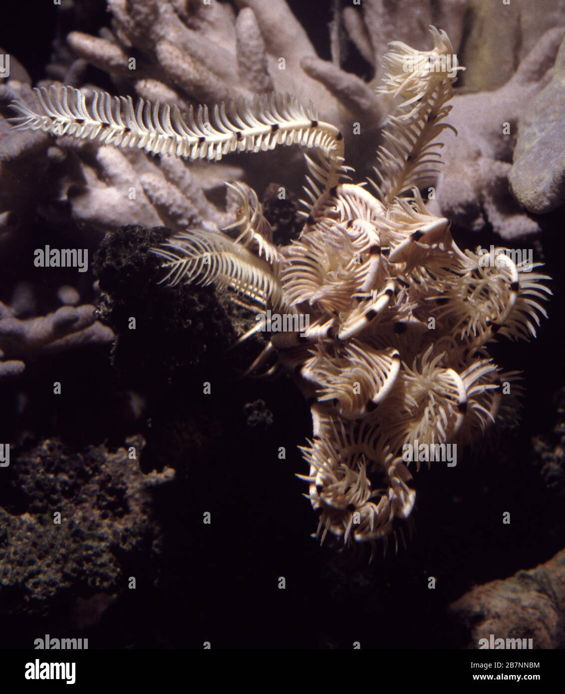 Legless atlantic hi-res stock photography and images - Alamy