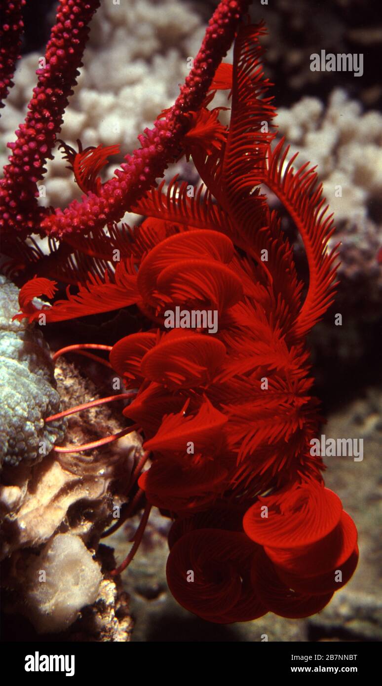 Red feather star, Himerometra robustipinna Stock Photo - Alamy