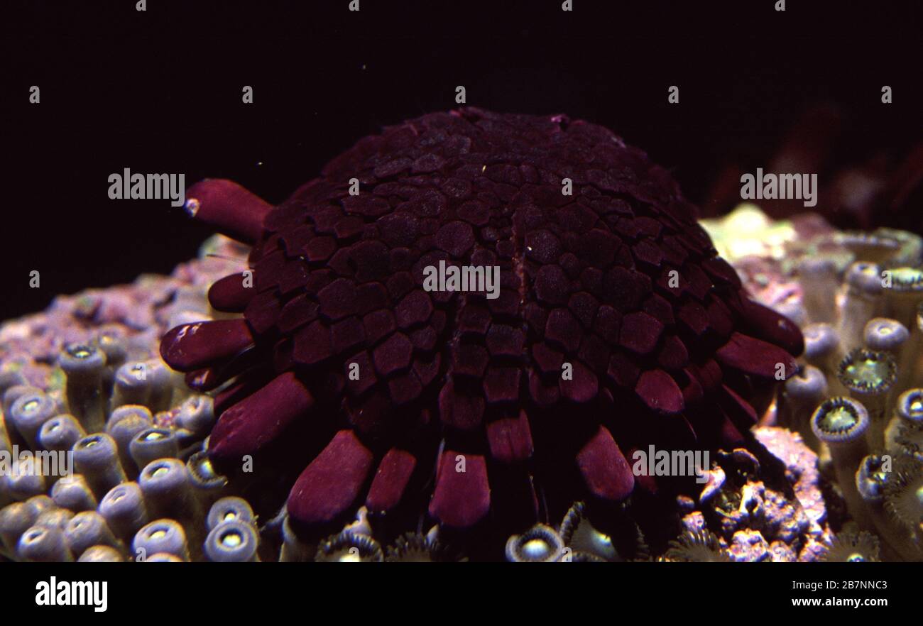 Helmet urchin or shingle urchin, Colobocentrotus atratus Stock Photo ...