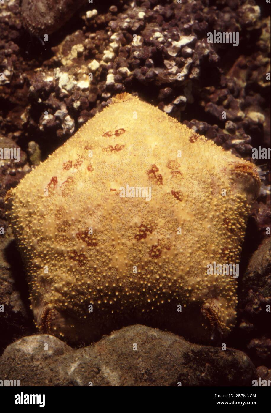 Starfish anatomy hi-res stock photography and images - Alamy