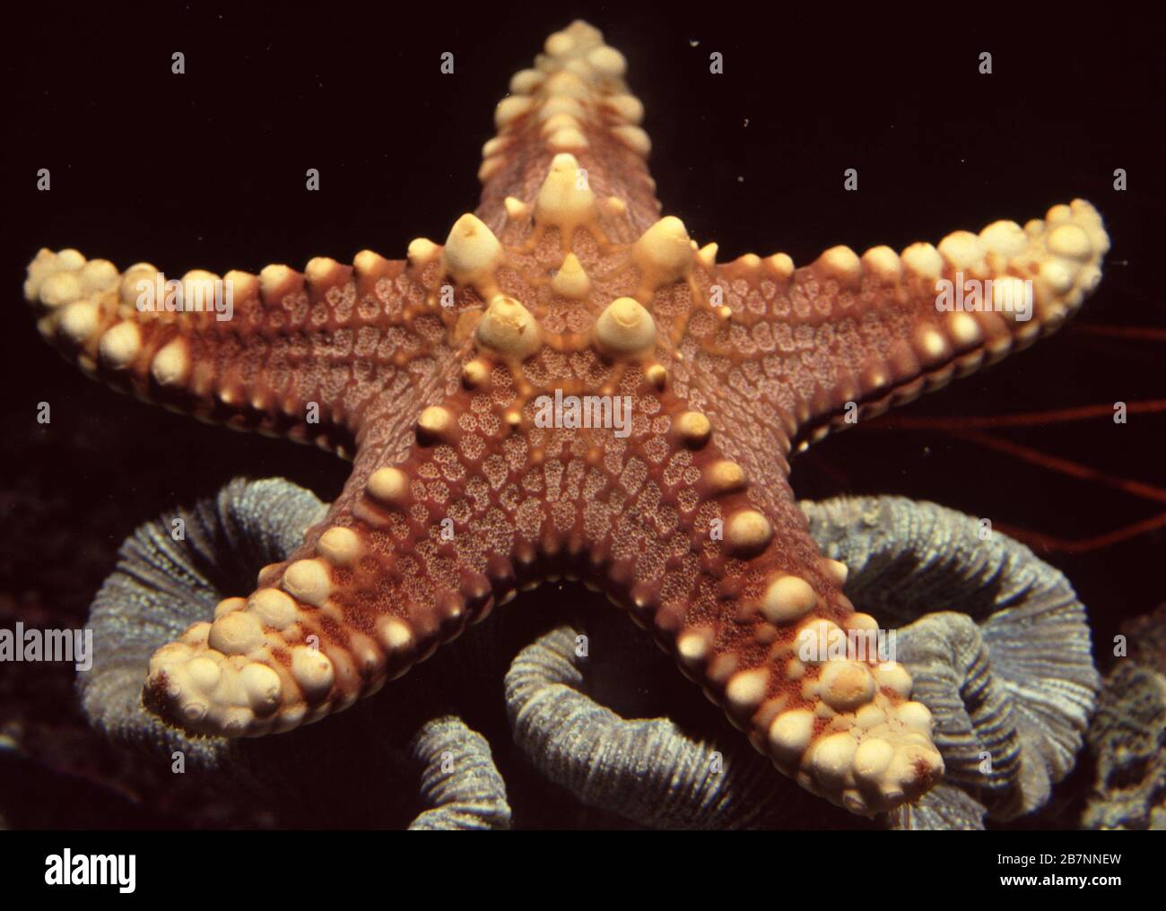 Knobbed sea star, Pentaceraster mammillatus Stock Photo - Alamy