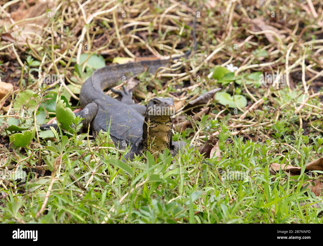 Malayan Water Monitor Lizard seen near a lake in the Singapore ...