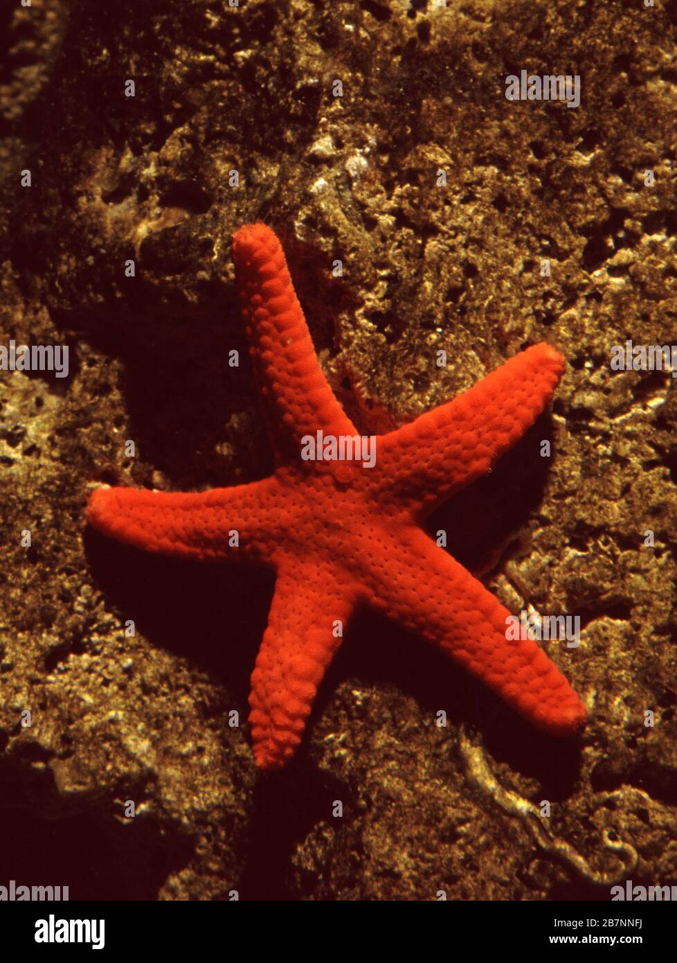 Red spotted starfish hi-res stock photography and images - Alamy