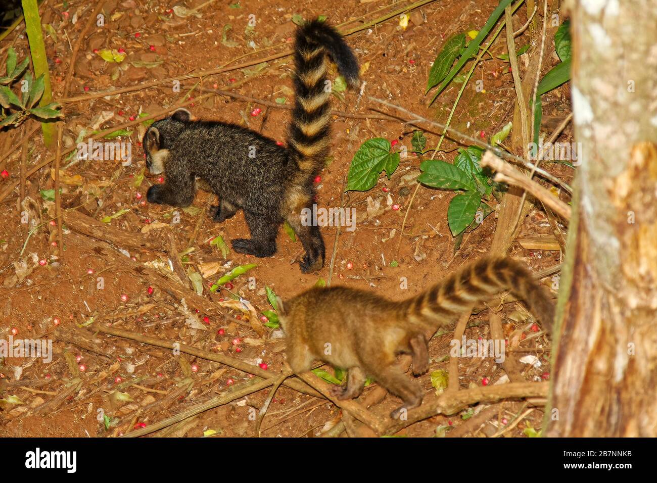2 coatis hi-res stock photography and images - Alamy