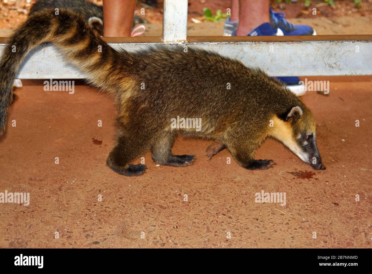 coati walking, sniffing ground, by peoples' feet, nature; wildlife ...
