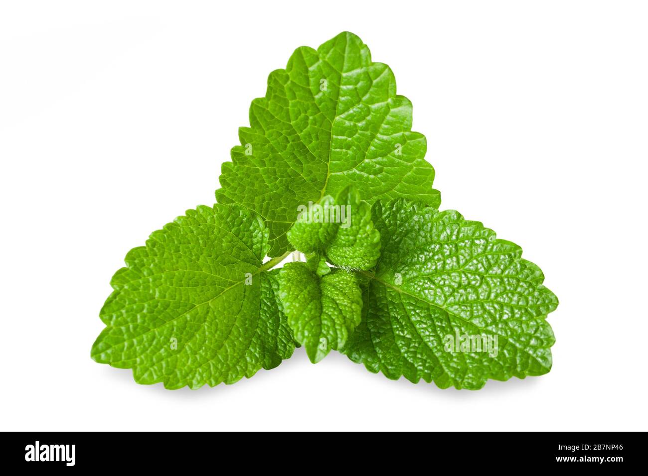 Fresh lemon balm isolated on white background Stock Photo - Alamy