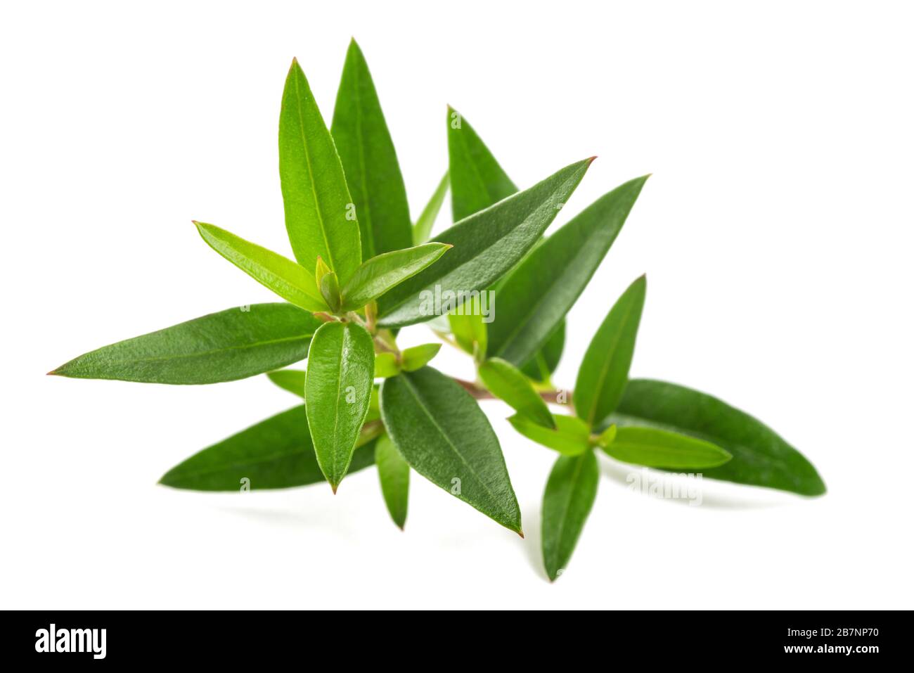 Fresh myrtle branch isolated on white background Stock Photo - Alamy