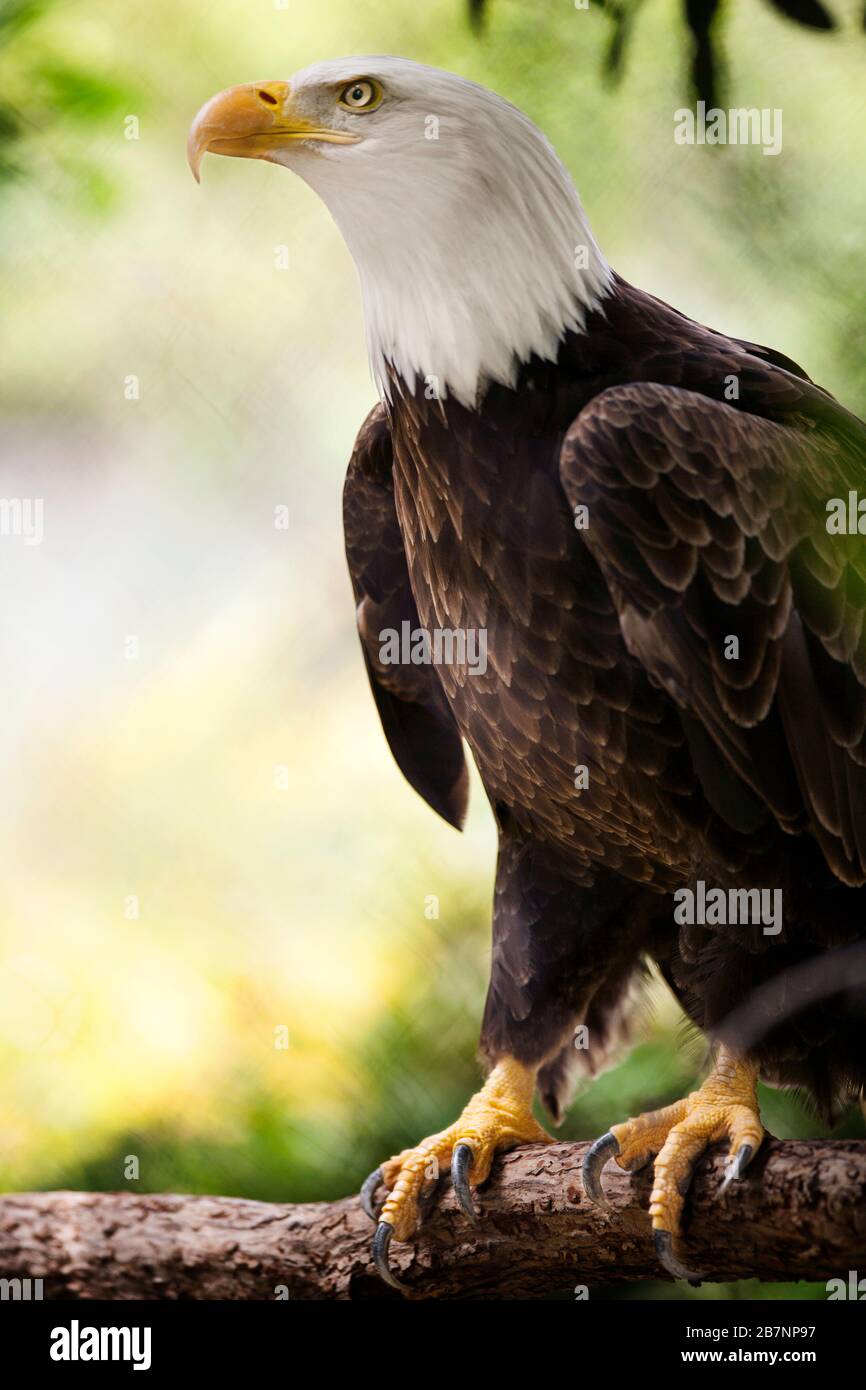 Bald eagle in the wild Stock Photo - Alamy