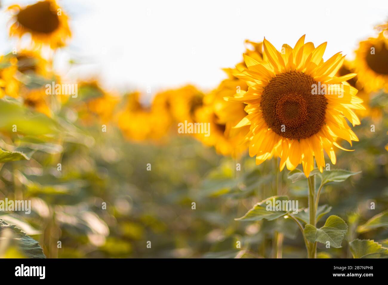 Blue sky sunflower sun rays hi-res stock photography and images - Alamy
