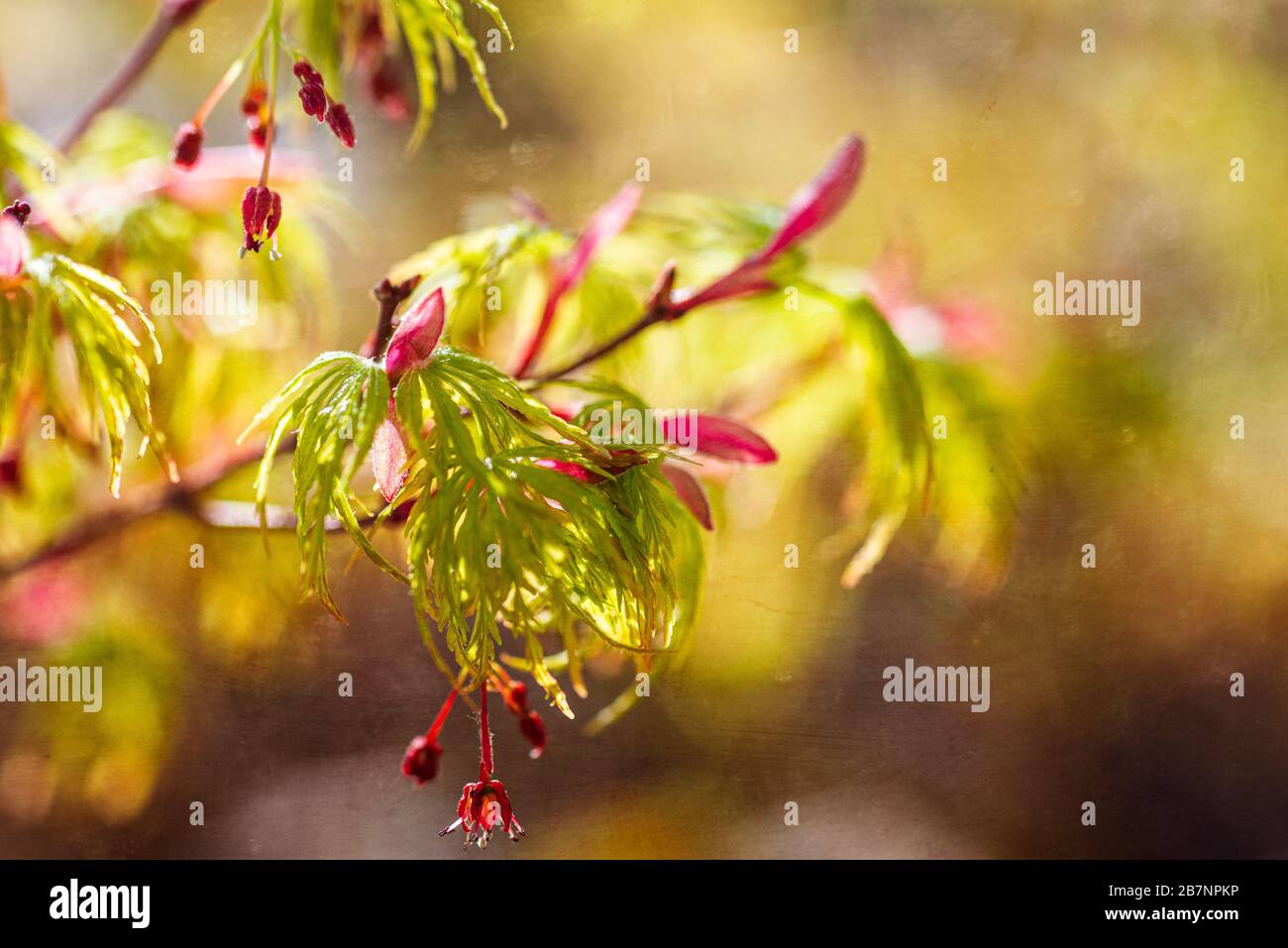 Budding japanese maple hi-res stock photography and images - Alamy