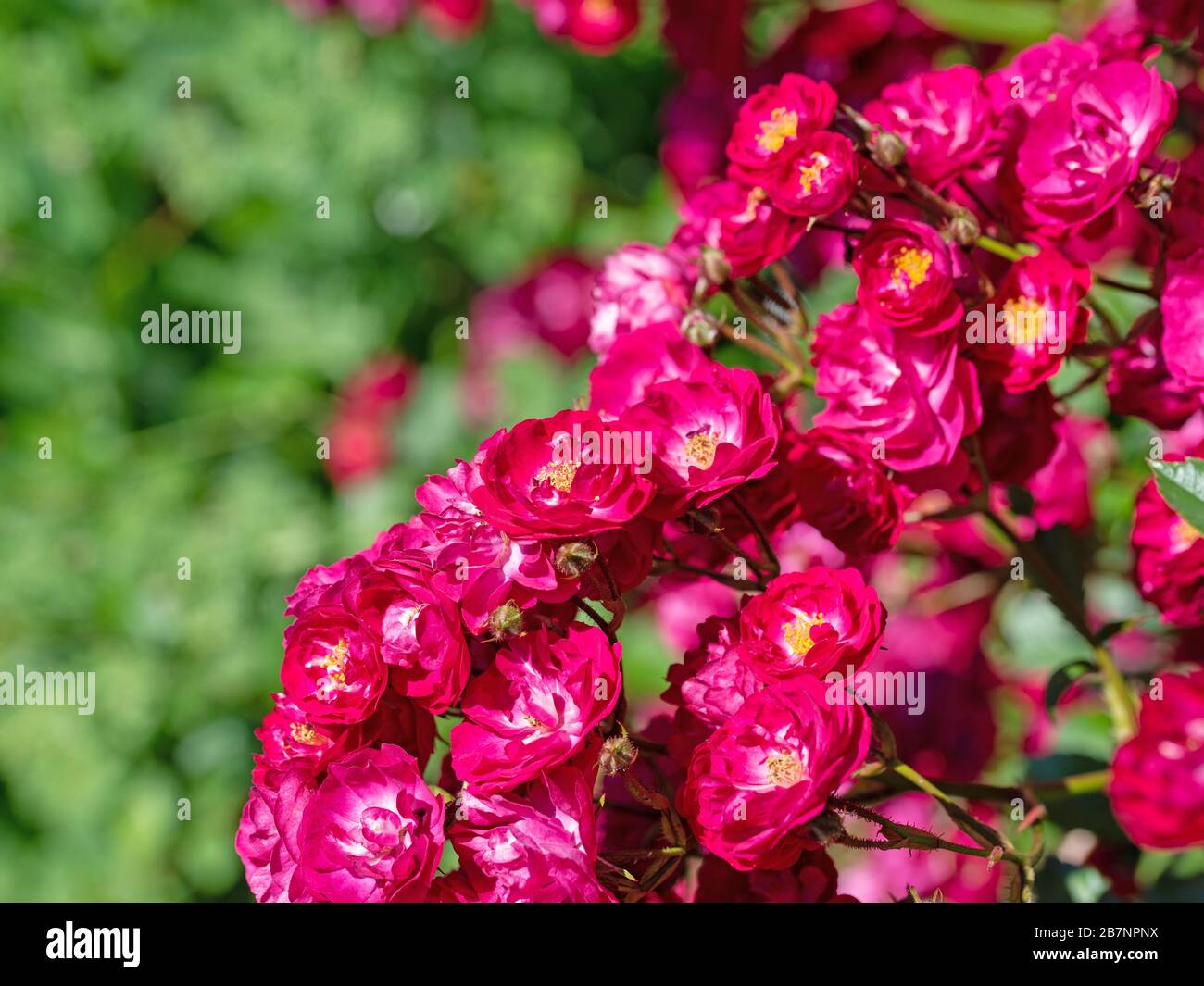 Noble of flowers hi-res stock photography and images - Alamy