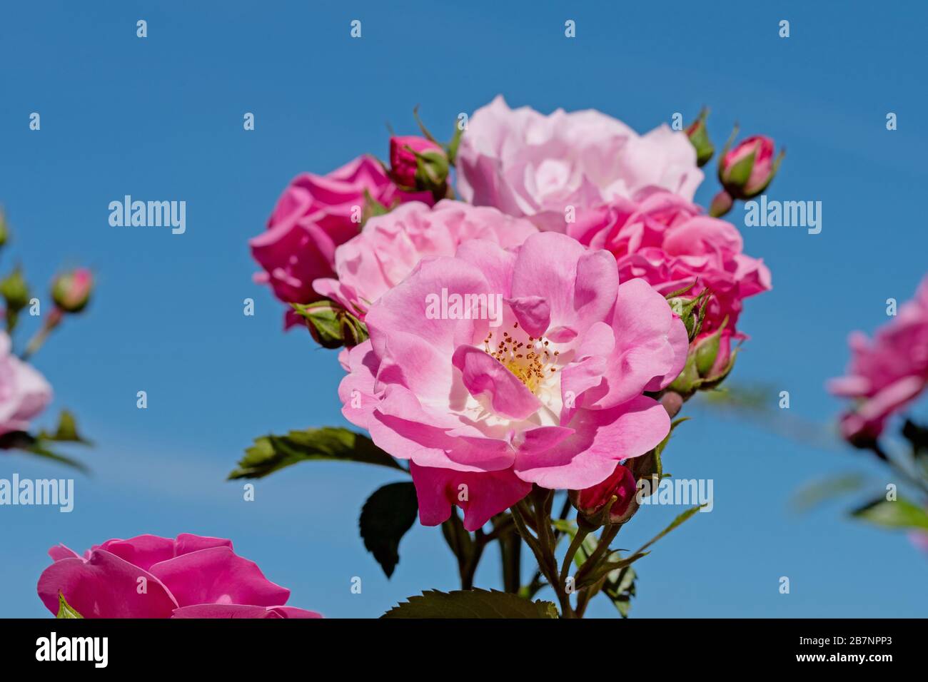 Noble pink rose hi-res stock photography and images - Alamy