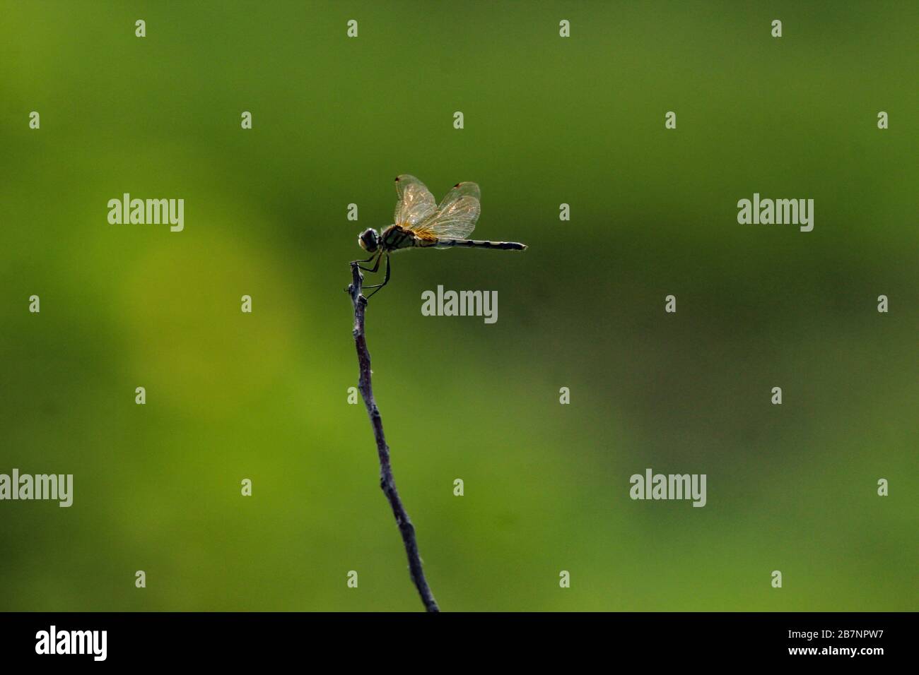Grass and flying insects hi-res stock photography and images - Alamy