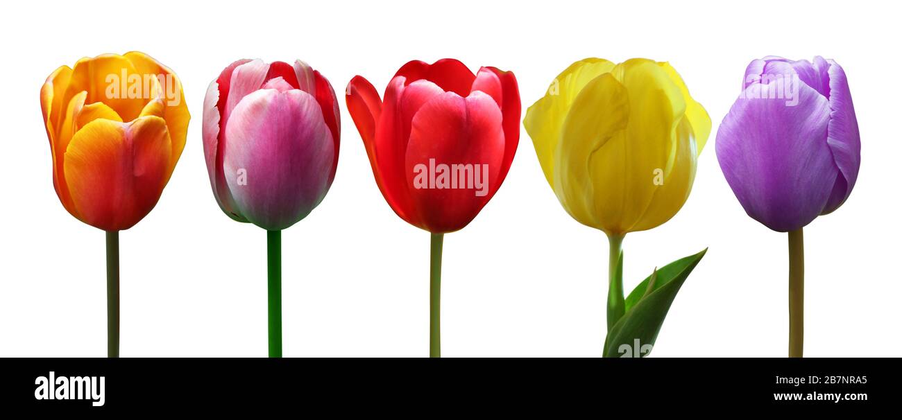 Garden layout design Cut Out Stock Images & Pictures - Alamy