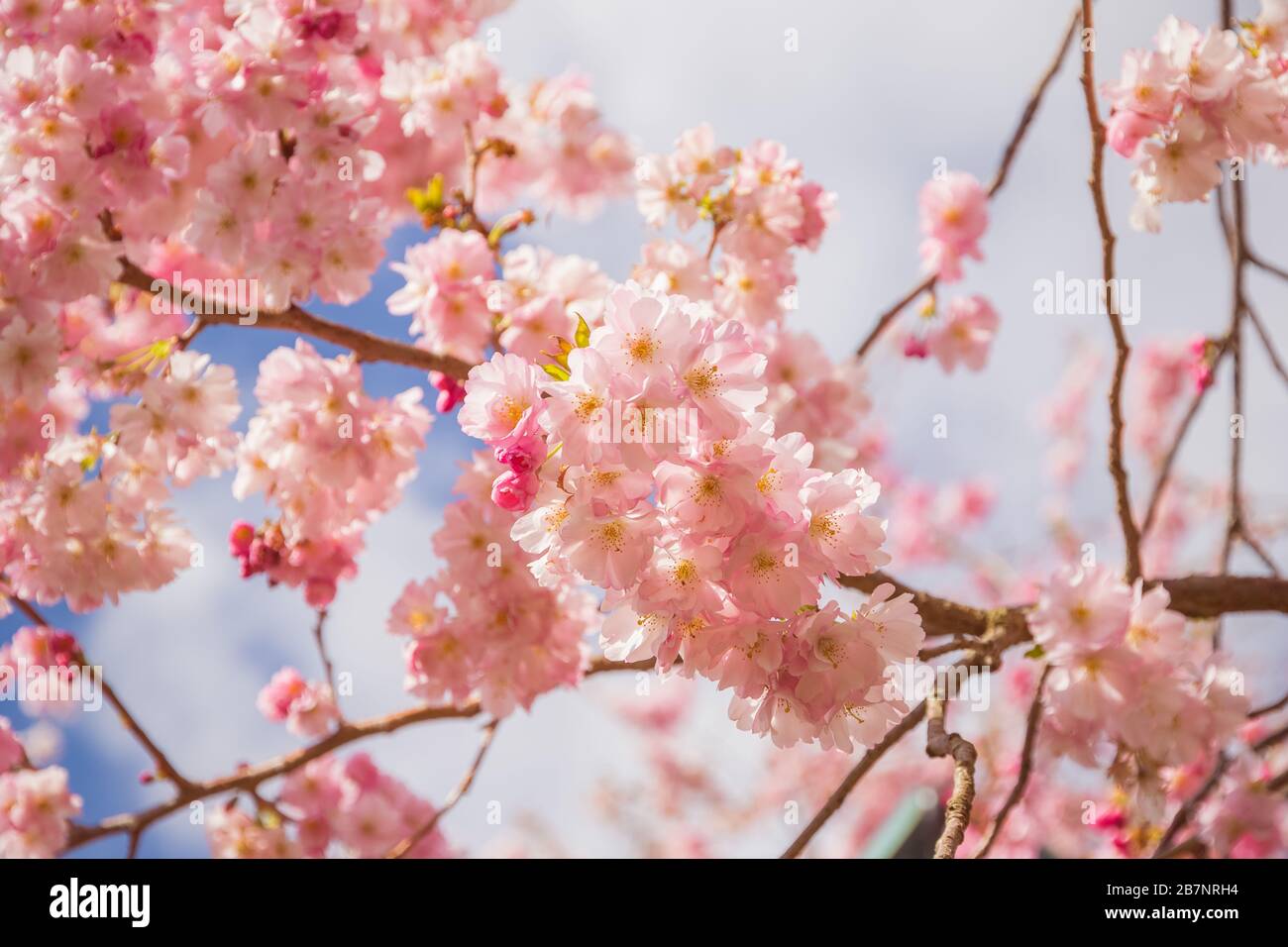 Springtime, cherry blossoms at Alexandra Park in London Stock Photo - Alamy