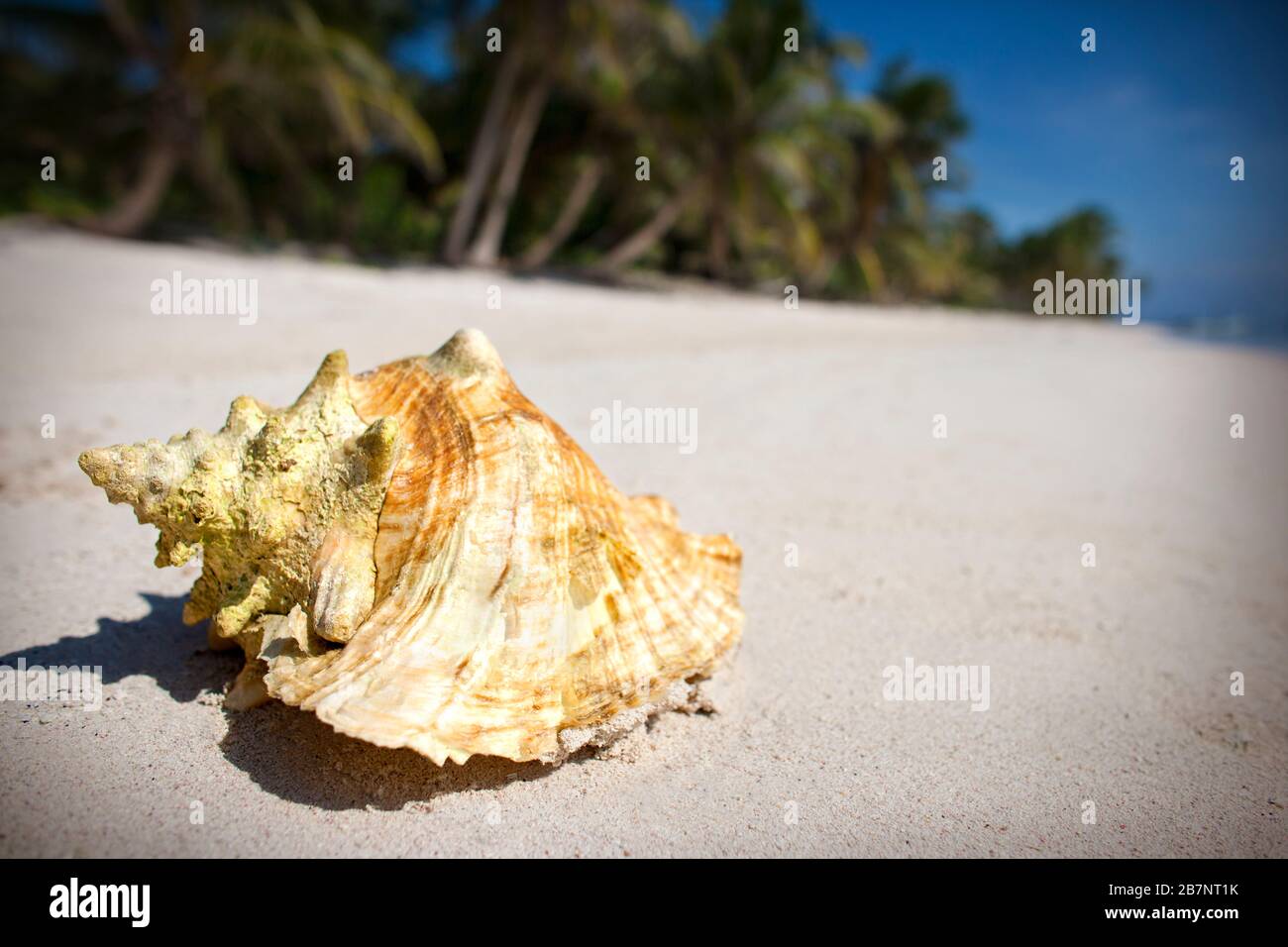 Sea shell on a sandy beach Stock Photo - Alamy