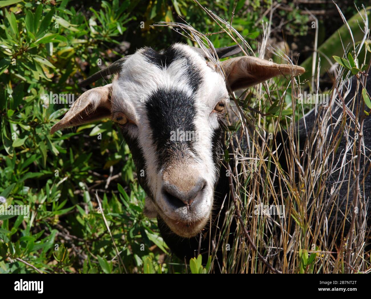 goats are the most important farm animals on La Gomera Stock Photo - Alamy
