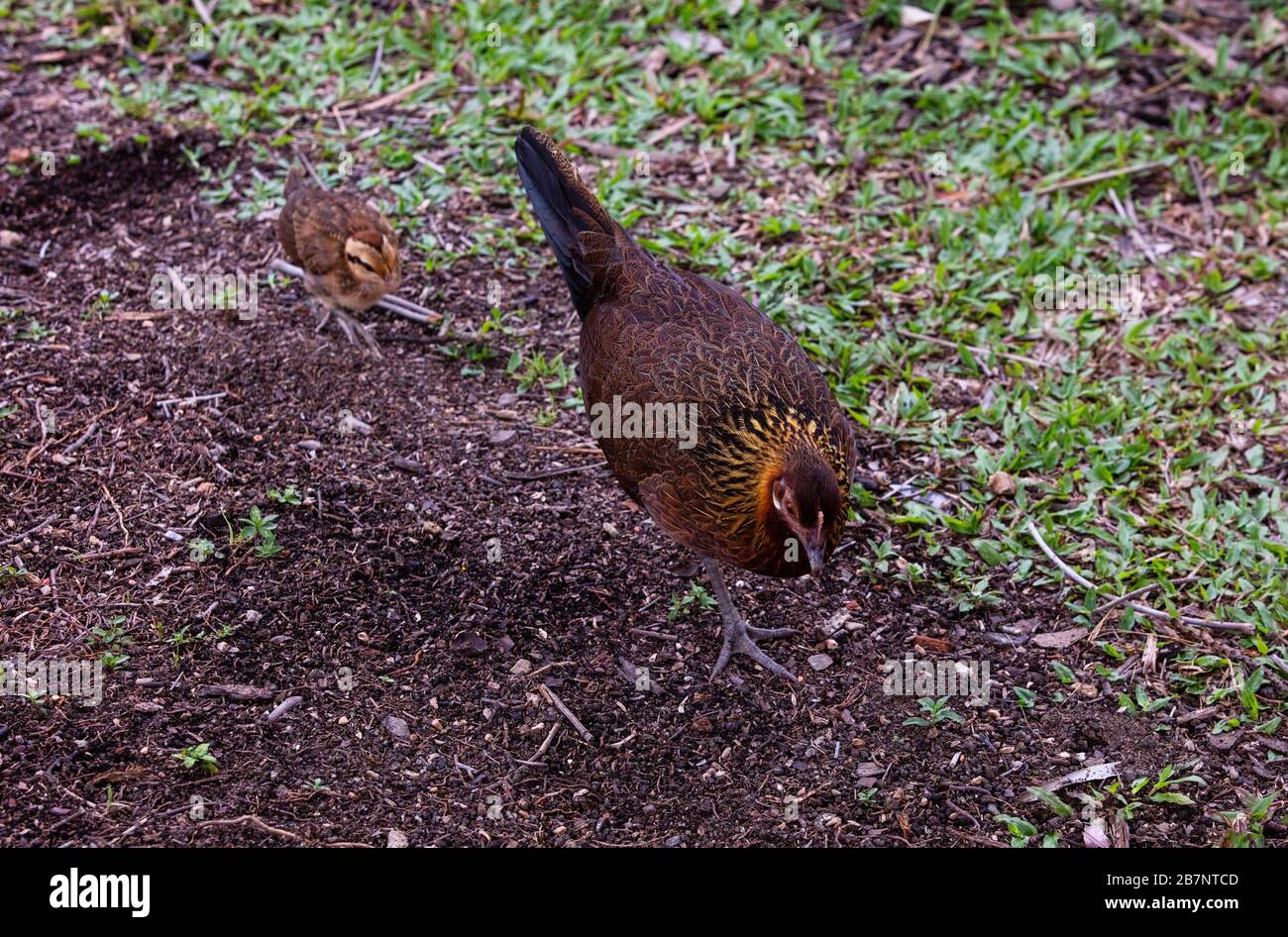 Wild Red Jungle Fowl chicken and chick seen in the Singapore Botanical ...