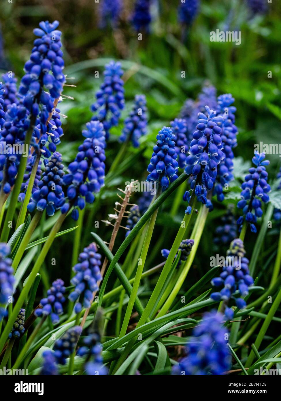 Group of muscari (grape hyacinth) in flower border in Spring Stock ...