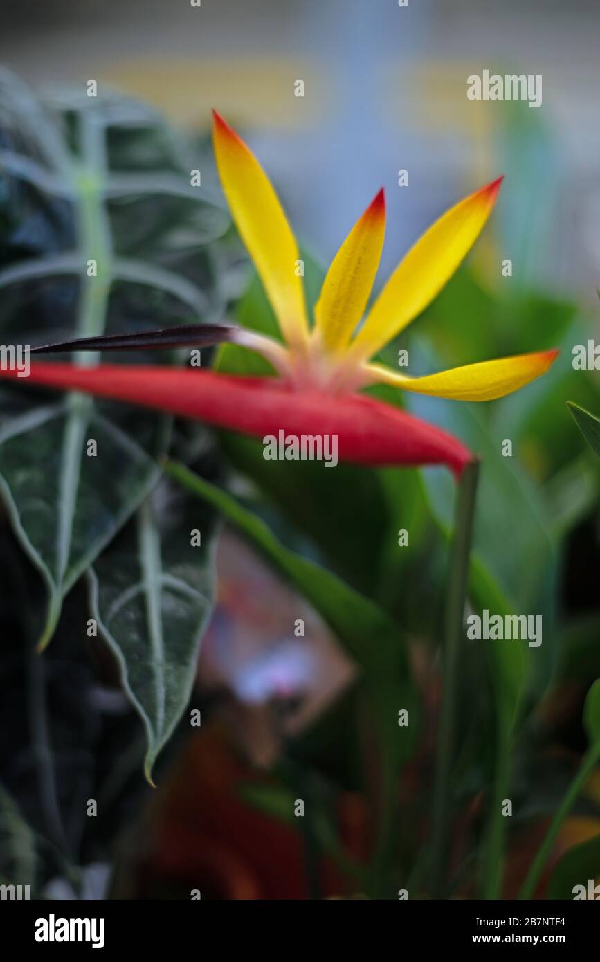 Yellow Bird of Paradise Stock Photo - Alamy
