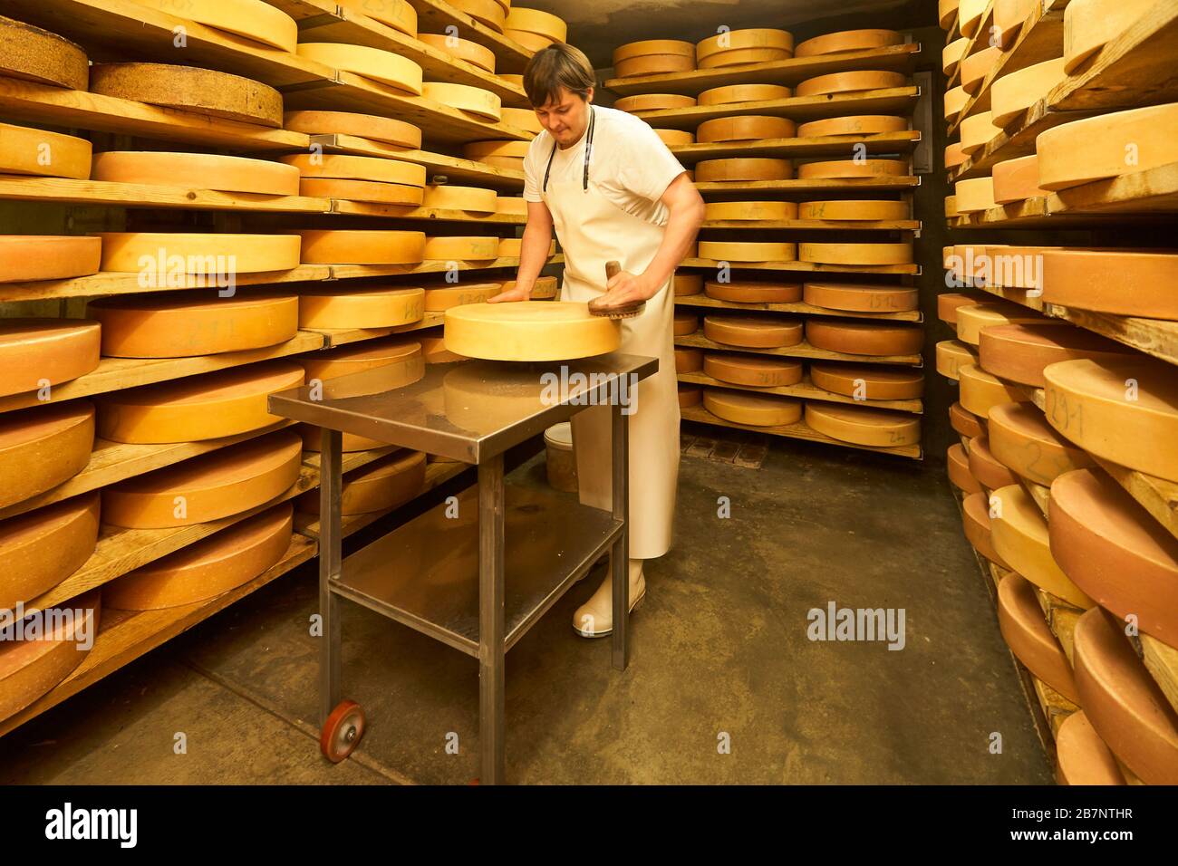 The cheeser brushes the surface of a wheel of cheese in the storage of ...