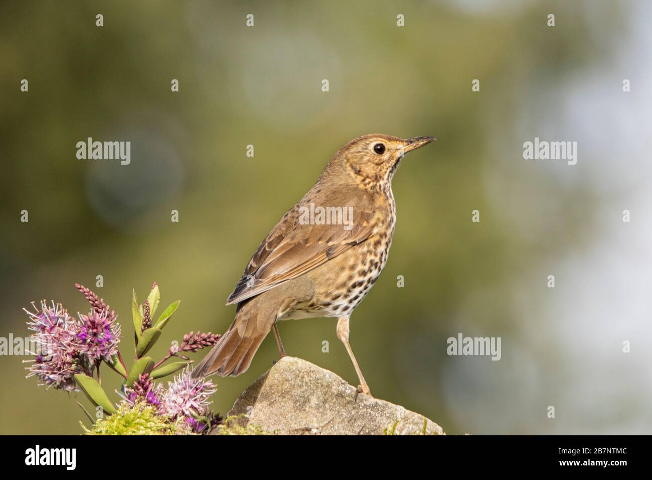 Shy thrush hi-res stock photography and images - Alamy
