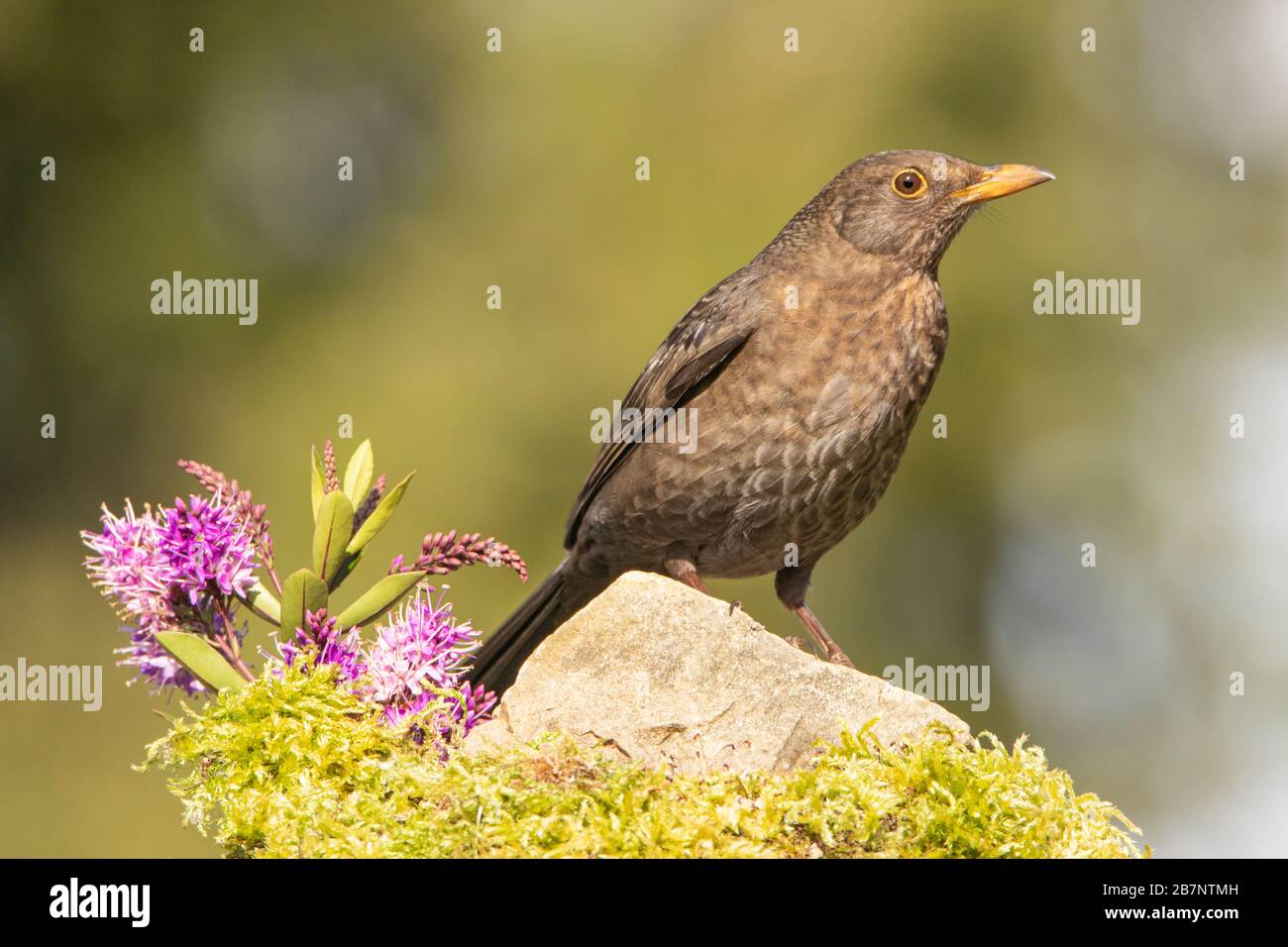 Common Blackbird, Female, Turdus merula, perched in a British Garden in ...