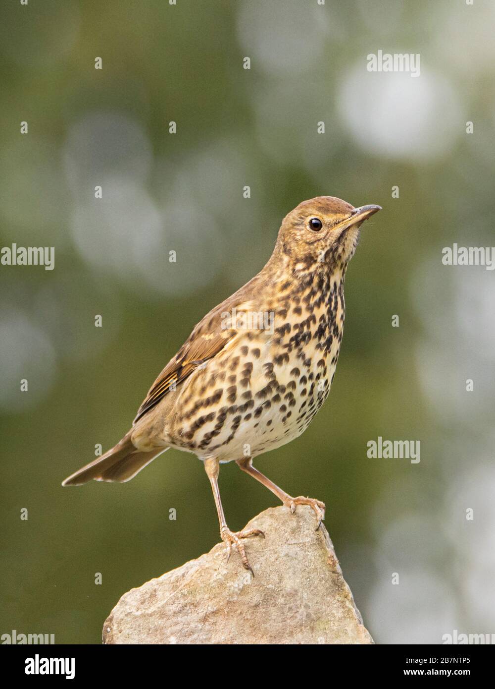 Song Thrush, perching in a British Garden, March 2020 Stock Photo - Alamy