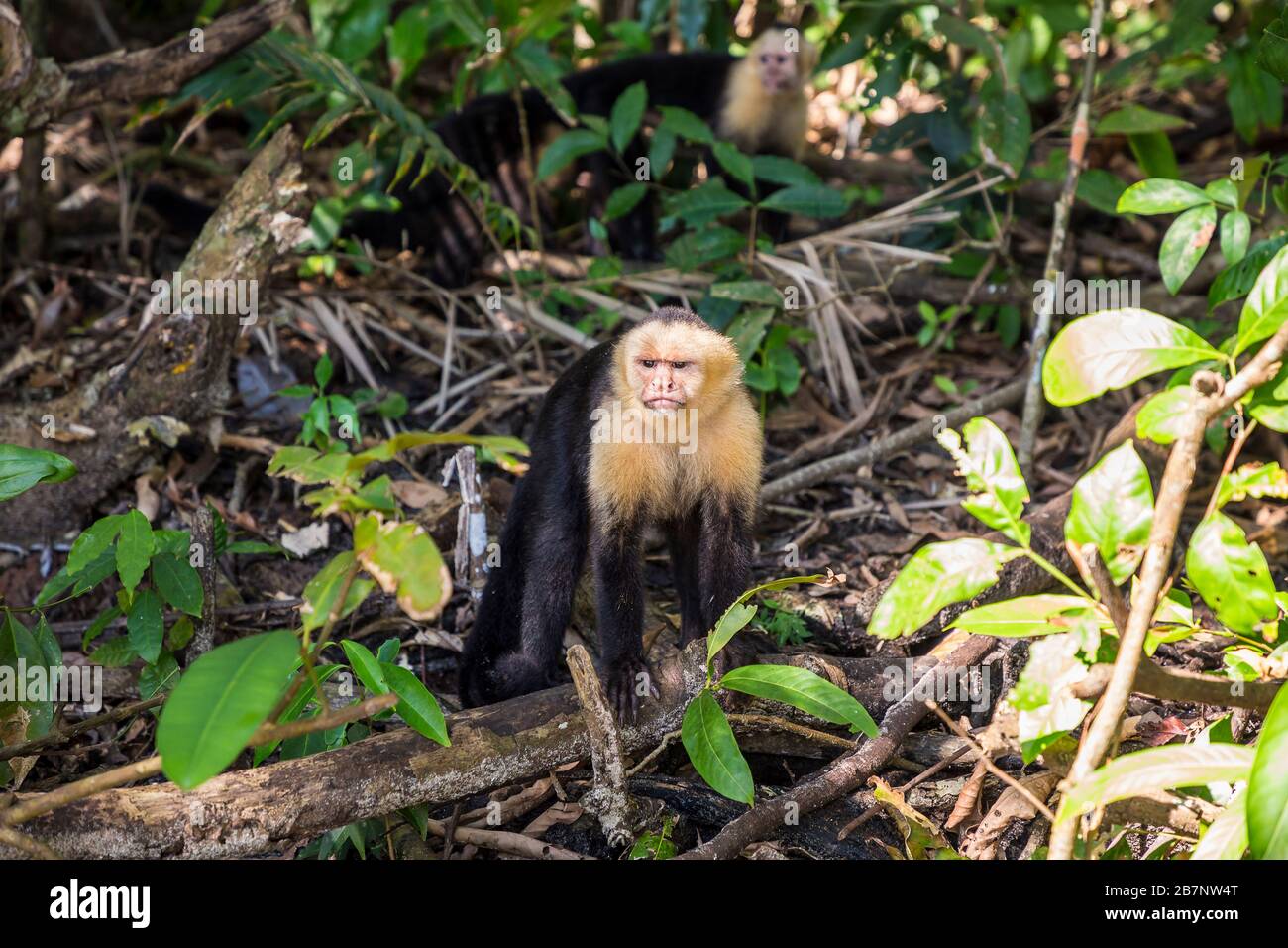 Angrymonkey hi-res stock photography and images - Alamy
