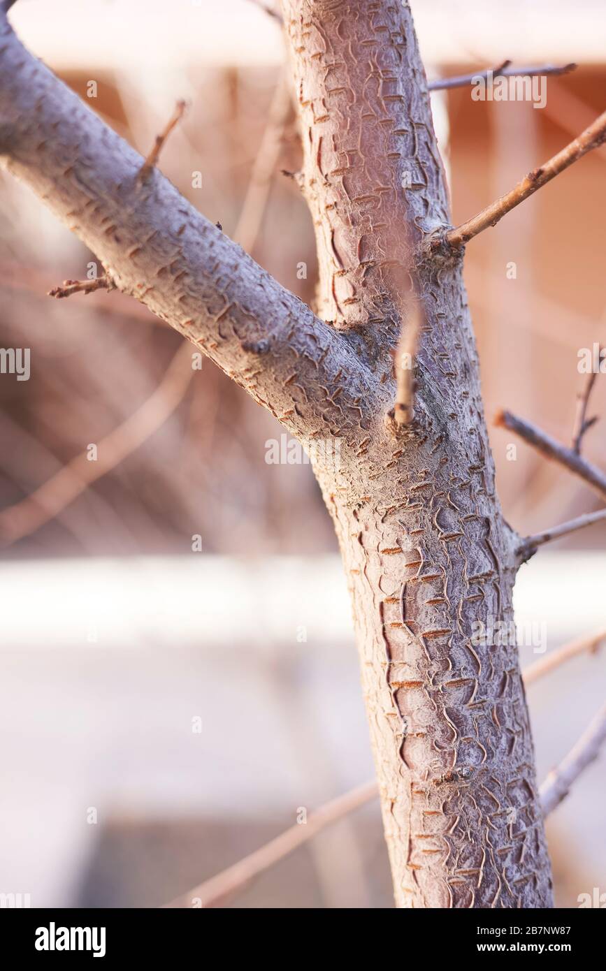 Trunk with young sprouts hi-res stock photography and images - Alamy