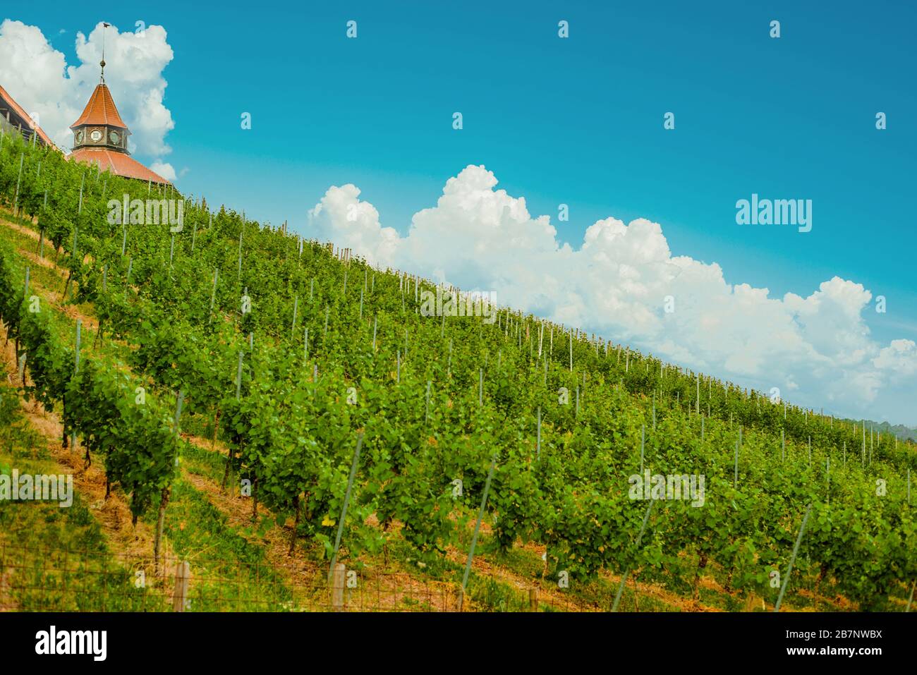 Vineyard on hill and old tower of castle on top. Landscape on blue sky ...