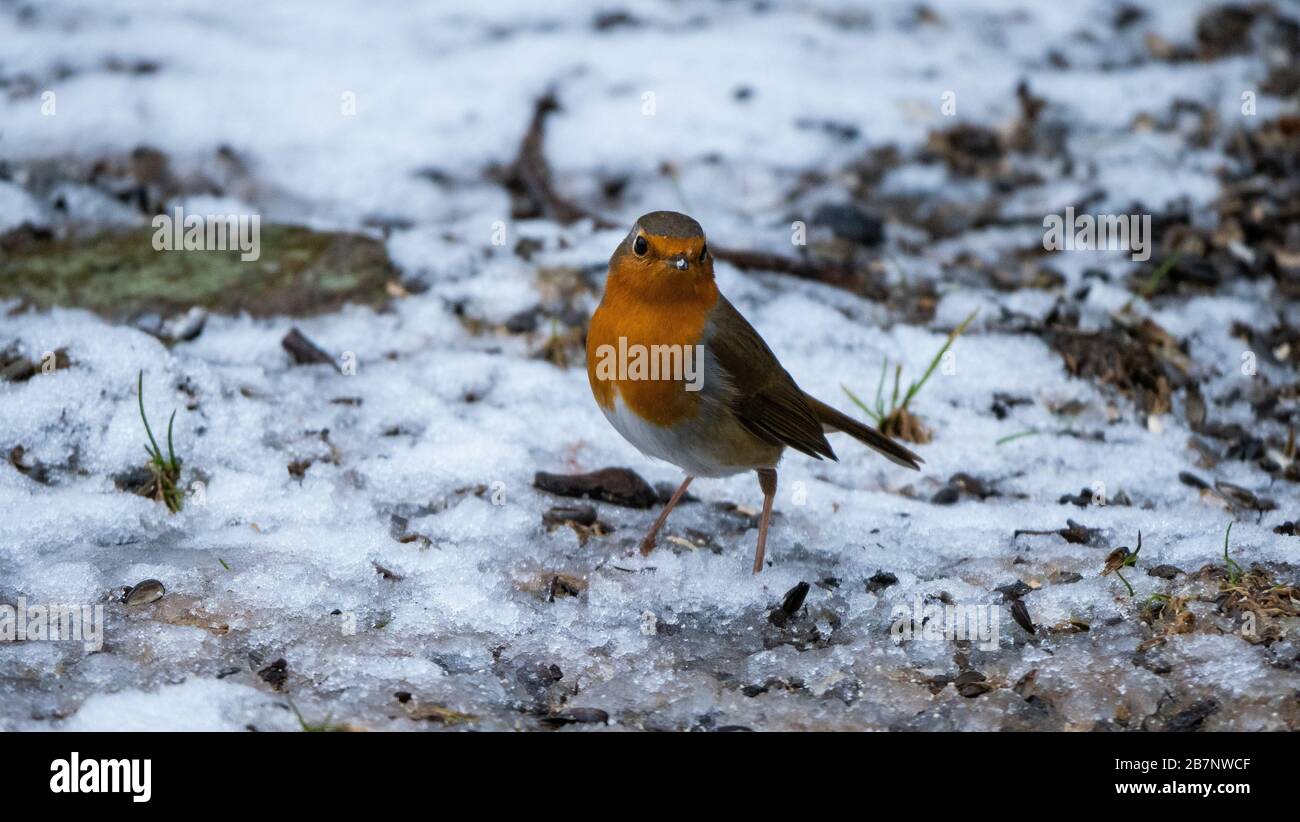 Animals of europe hi-res stock photography and images - Alamy