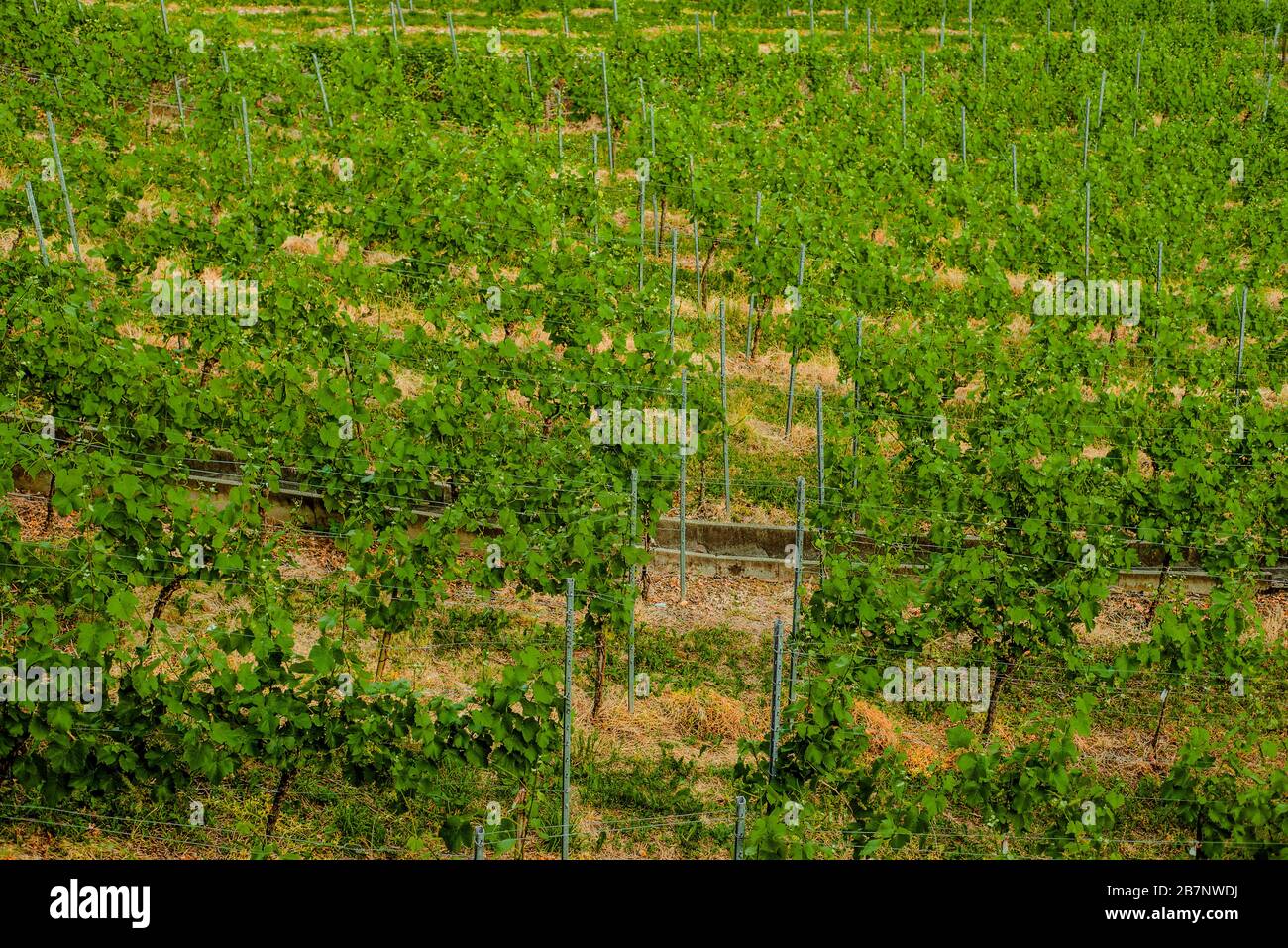 Landscape of vineyard background, top view Stock Photo - Alamy