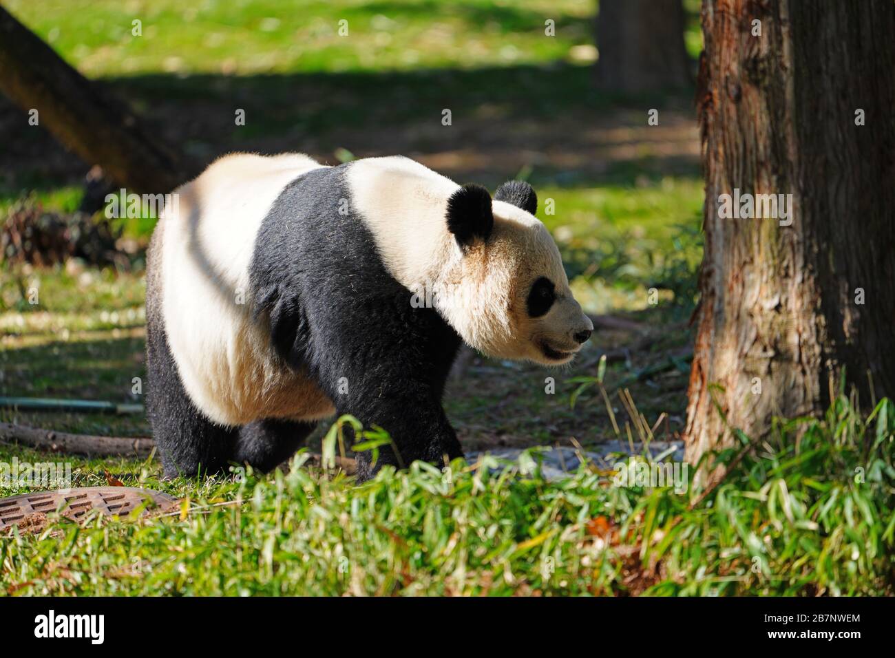 WASHINGTON, DC -22 FEB 2020- A black and white giant panda at the ...