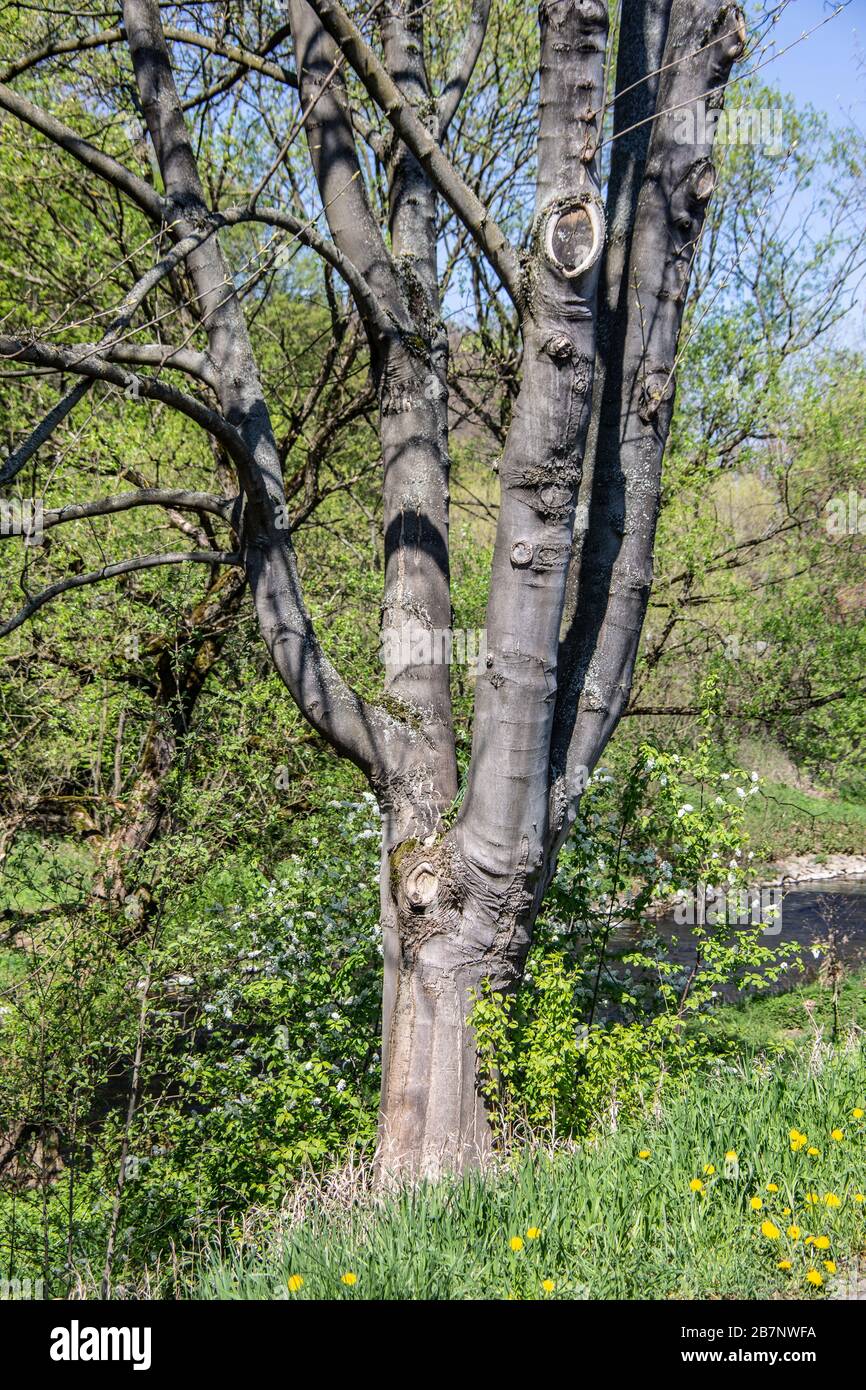 Tree with a heavily branched trunk Stock Photo - Alamy