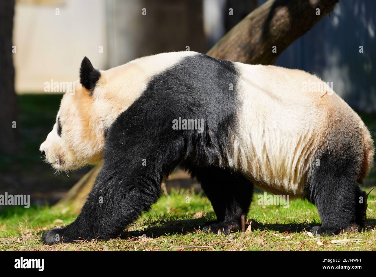 WASHINGTON, DC -22 FEB 2020- A black and white giant panda at the ...