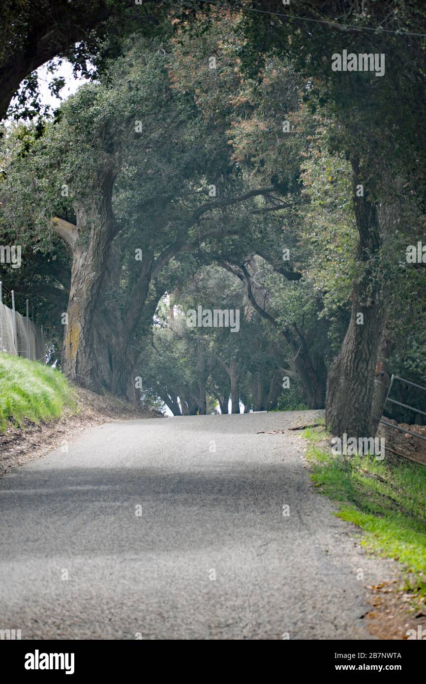 Tree Lined Driveway Stock Photo - Alamy