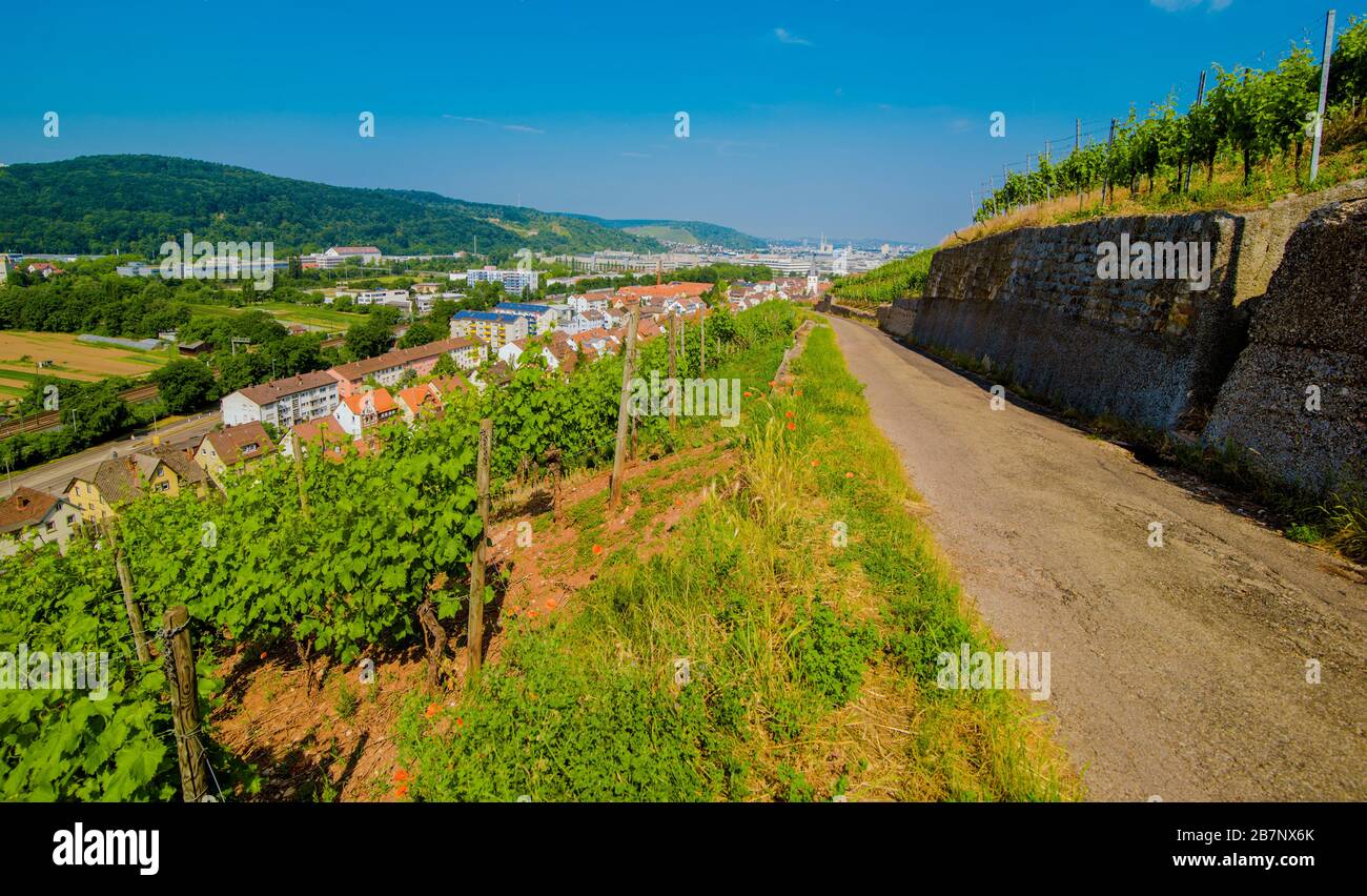 Vineyard on hill and old city with red roofs in the valley. Landscape ...