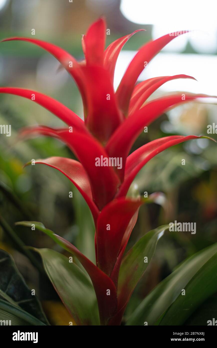 Epiphytic bromeliad houseplant hi-res stock photography and images - Alamy
