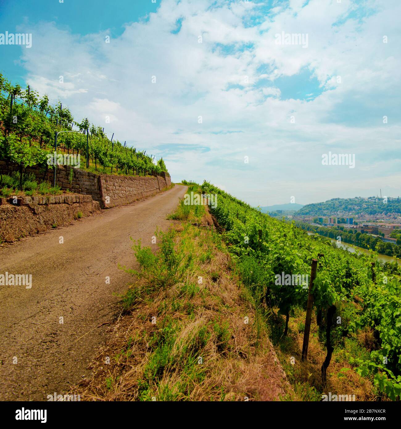 Landscape of vineyard on hill with grapes bushes and road in center ...