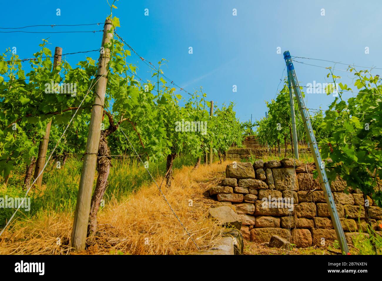 Landscape of vineyard on hill with rows of grapes bushes in sunny day ...
