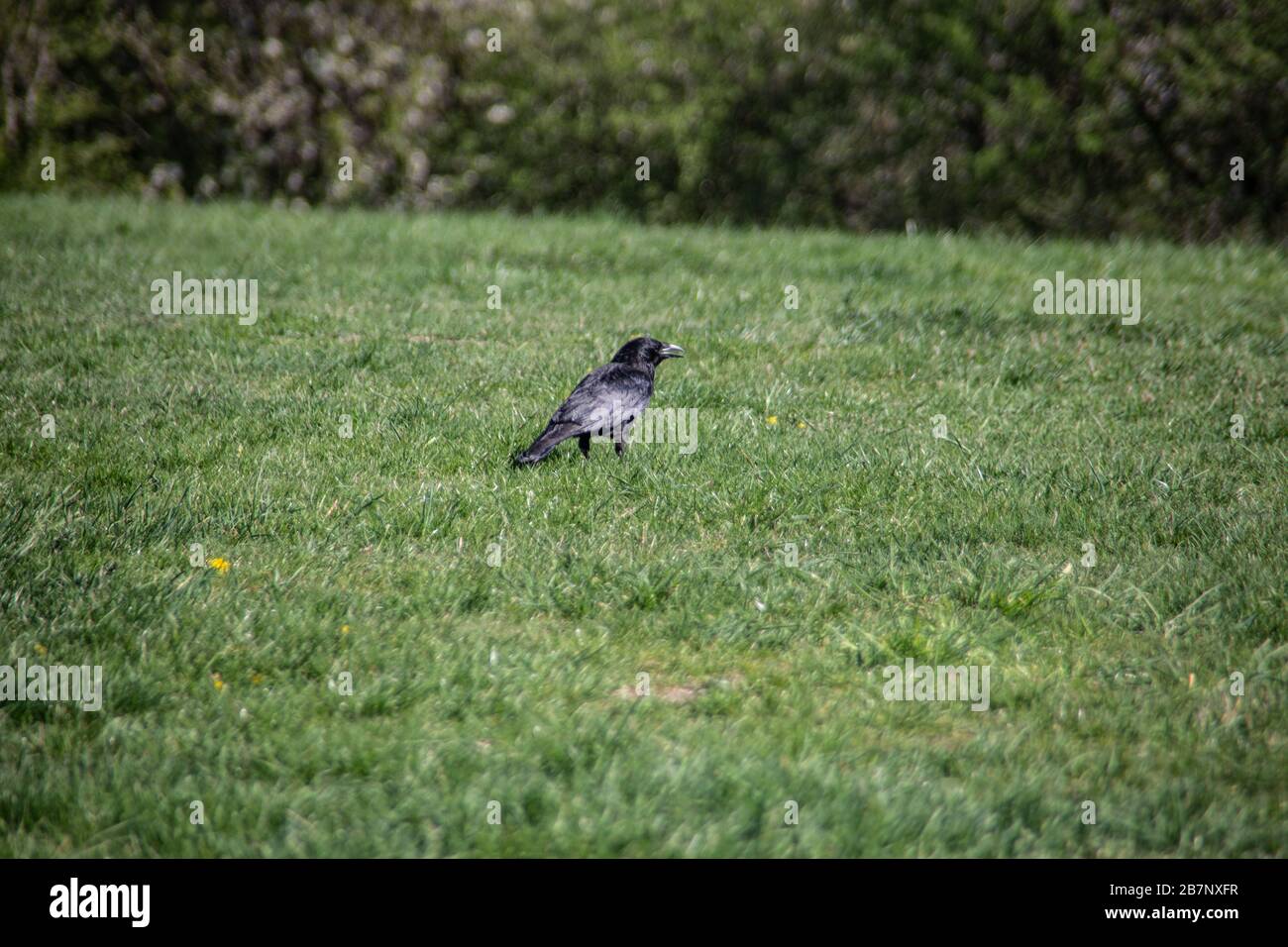 black rook on the meadow Stock Photo - Alamy