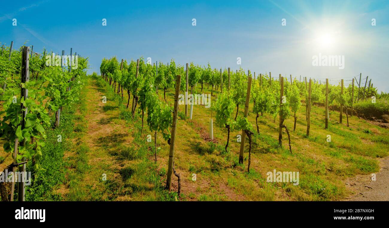 Landscape of vineyard on hill with rows of grapes bushes in sunny day ...