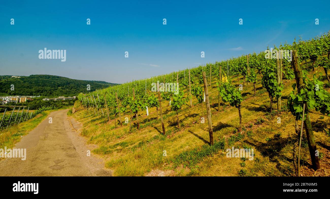 Landscape of vineyard on hill with grapes bushes and town in valley ...